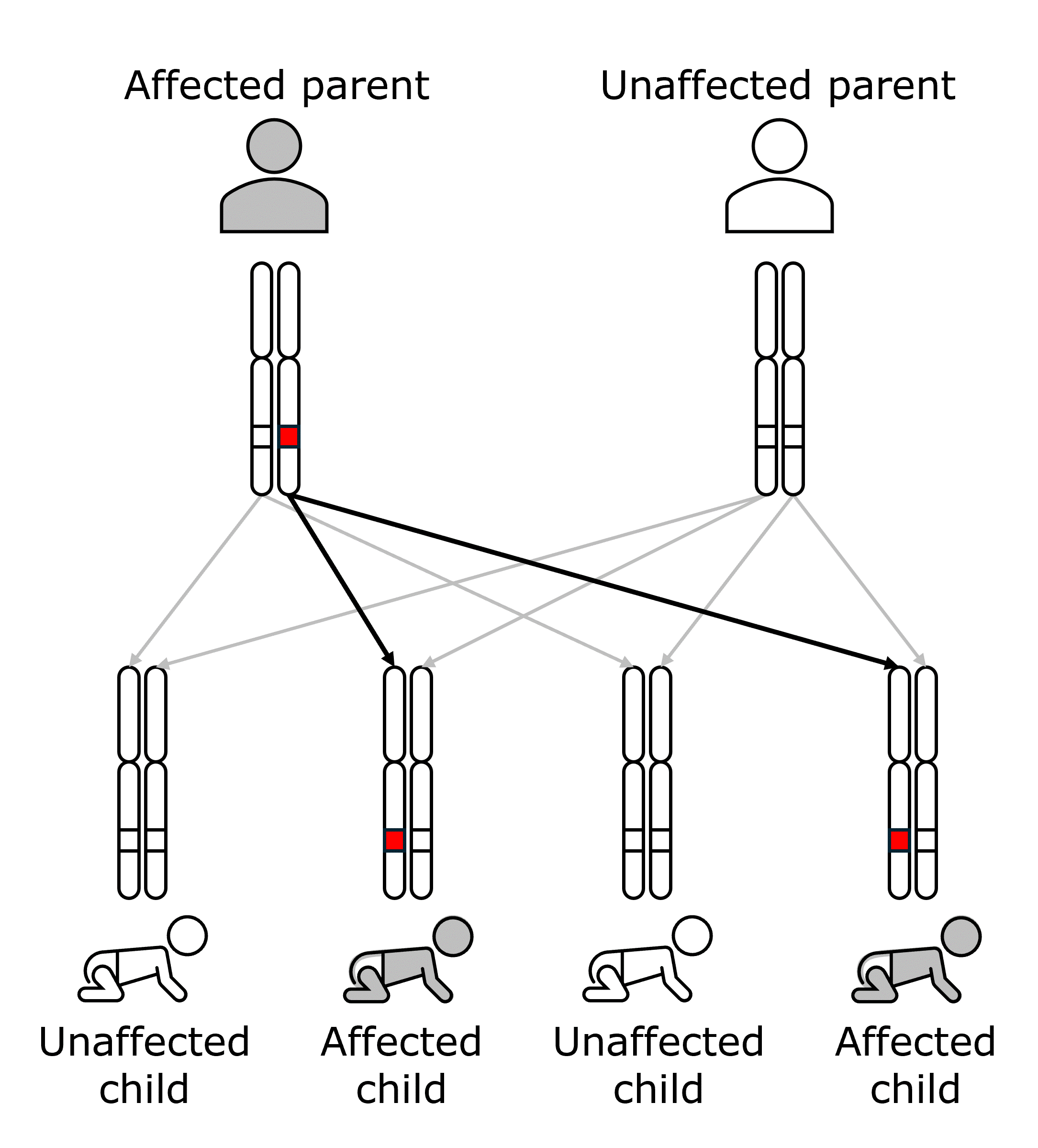 Genetic conditions: Learning about autosomal dominant inheritance